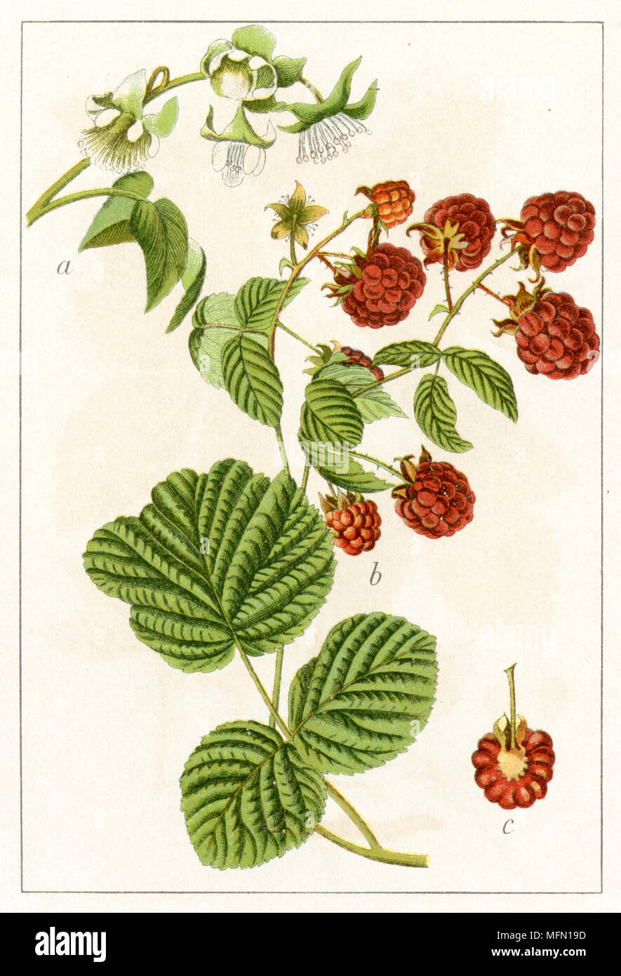 Rubus Idaeus Botanical Illustration High Resolution Stock Photography ...