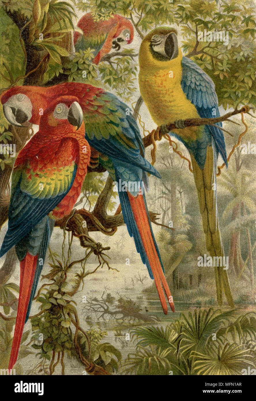Perroquet aras hi-res stock photography and images - Alamy