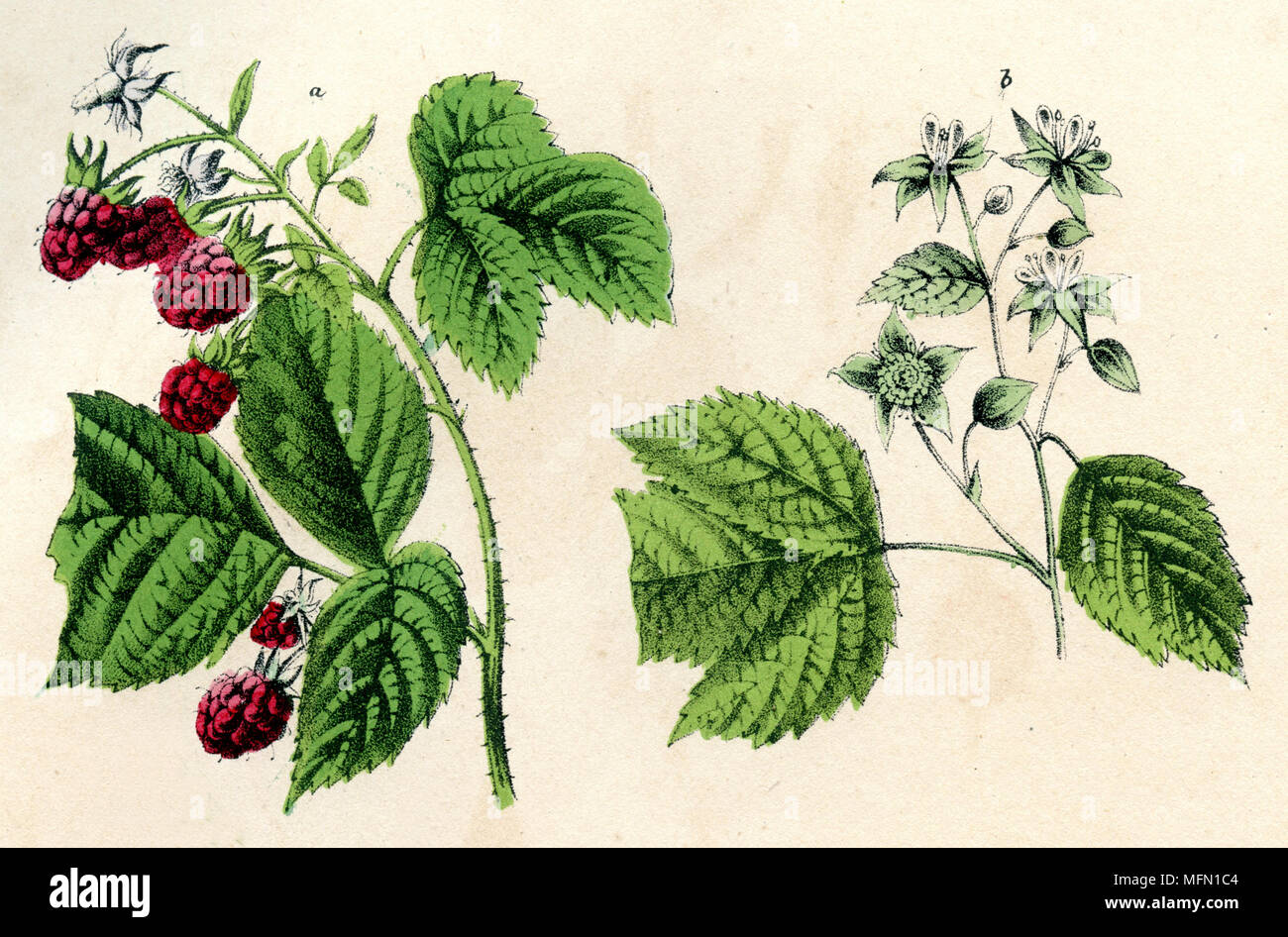 Rubus idaeus botanical illustration hi-res stock photography and images ...