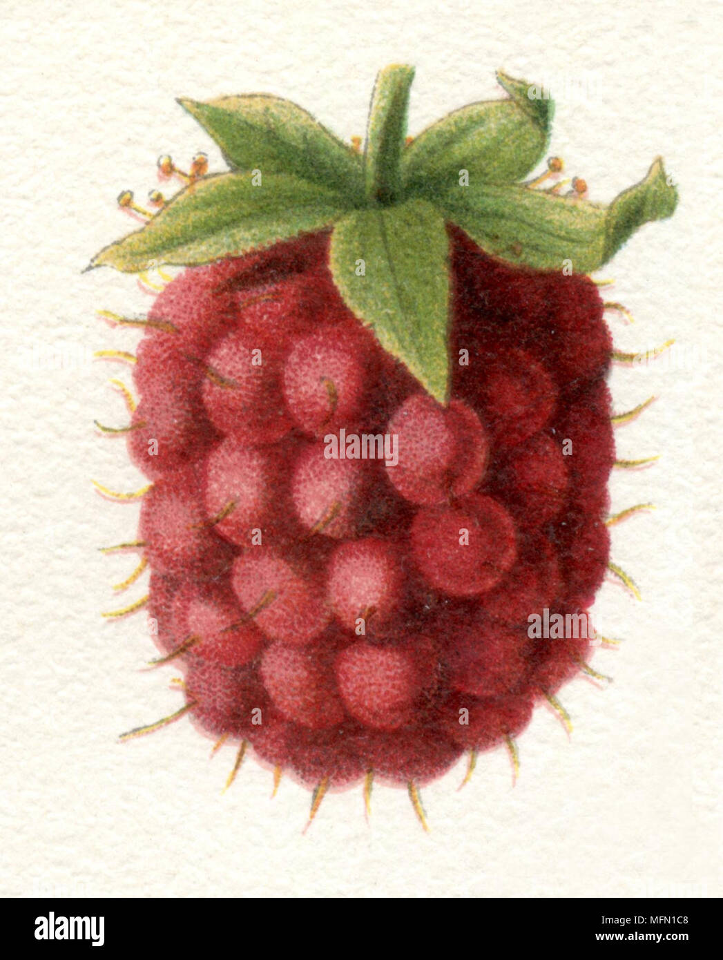 Rubus idaeus botanical illustration hi-res stock photography and images ...