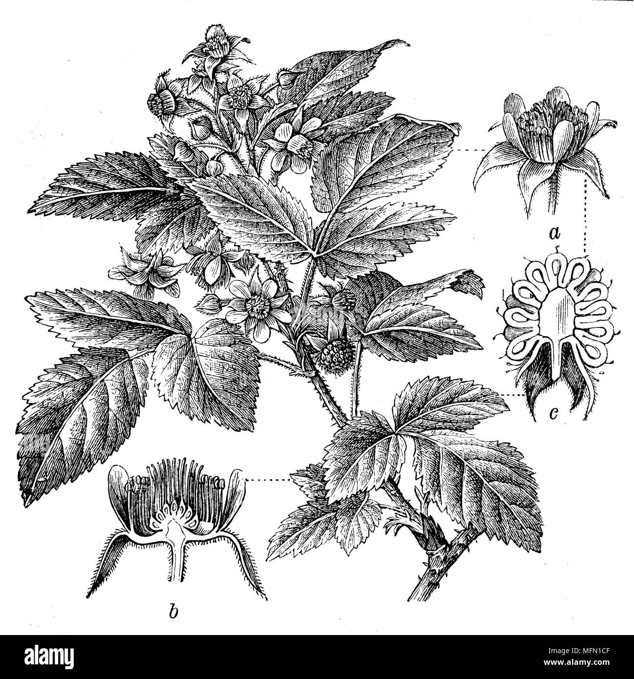 Rubus idaeus botanical illustration hi-res stock photography and images ...