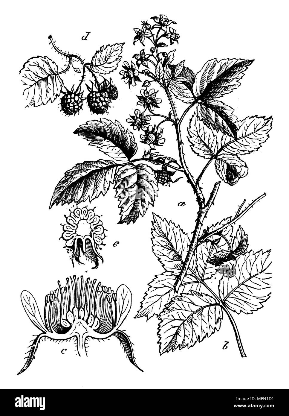 Rubus Idaeus Botanical Illustration High Resolution Stock Photography ...
