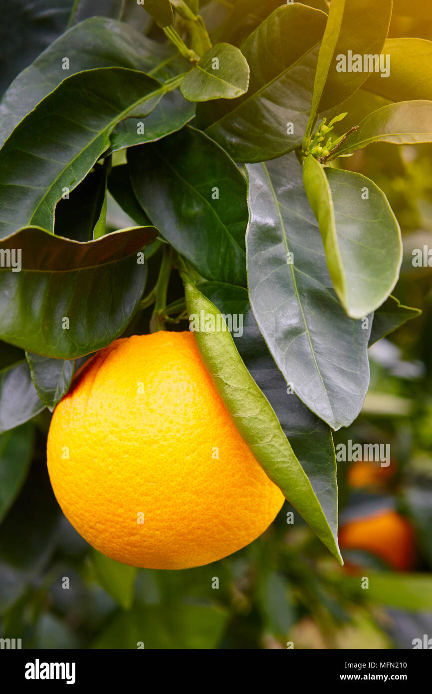 Orange fruit on an orange tree. Organic and healthy food Stock Photo ...