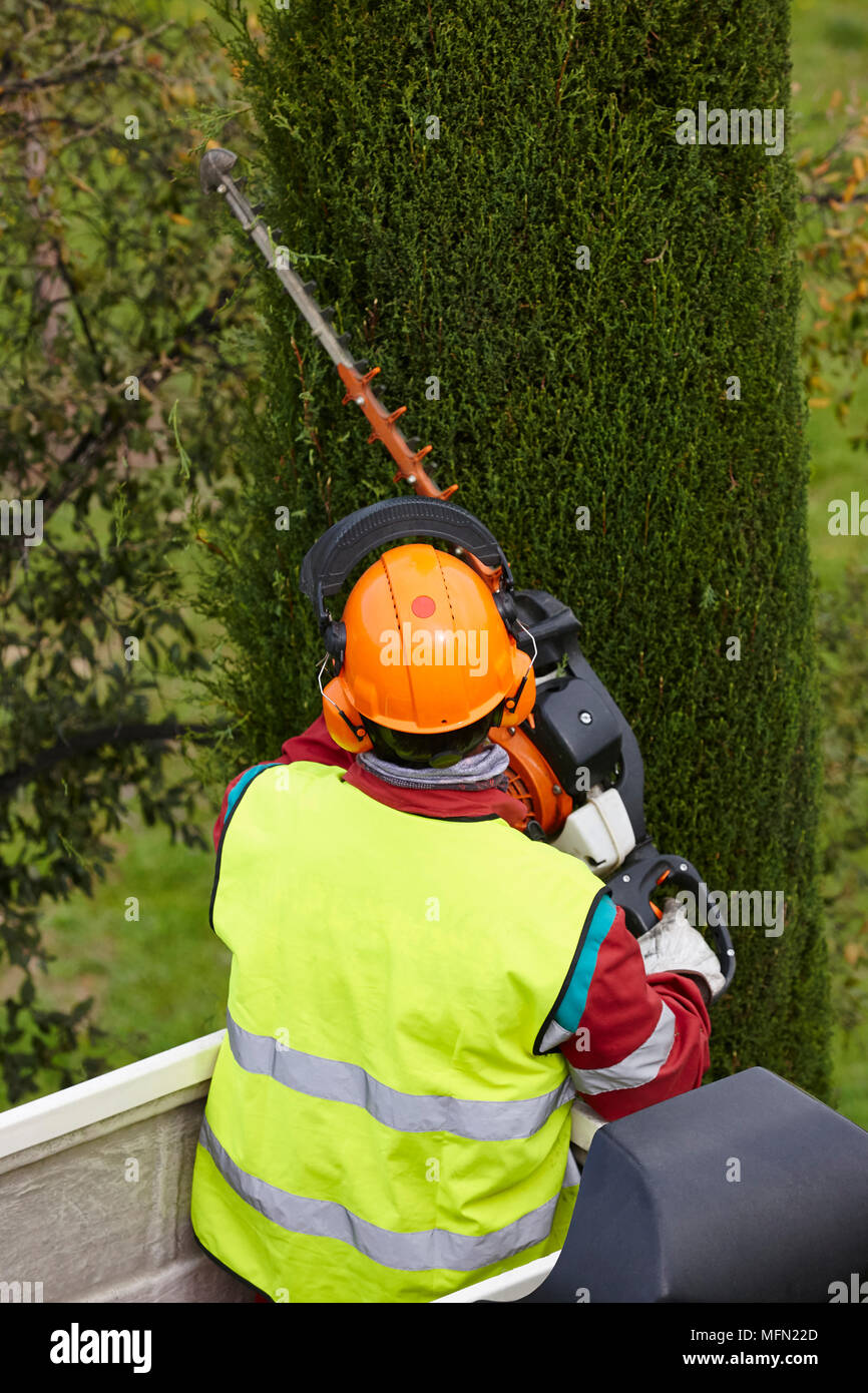 Equiped worker pruning a tree on a crane. Gardening works Stock Photo ...