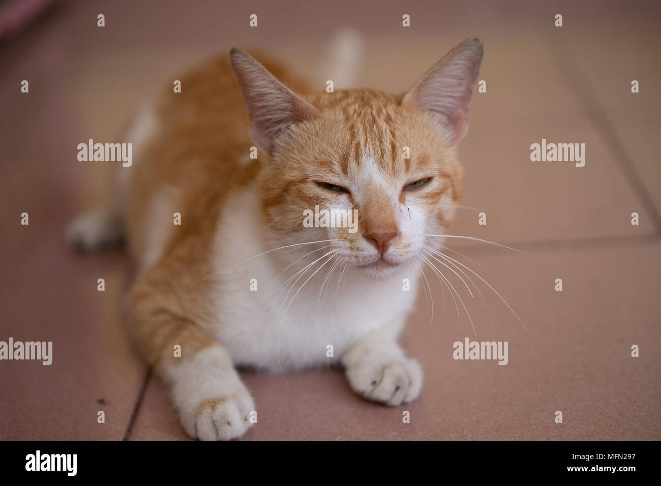 Top down view happy cat hi-res stock photography and images - Alamy