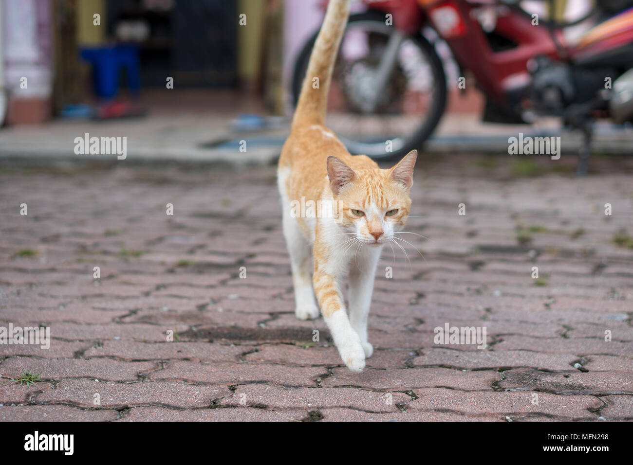 Top down view happy cat hi-res stock photography and images - Alamy