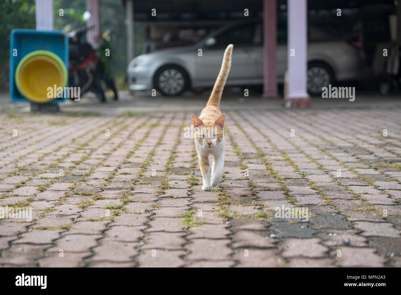 Top down view happy cat hi-res stock photography and images - Alamy