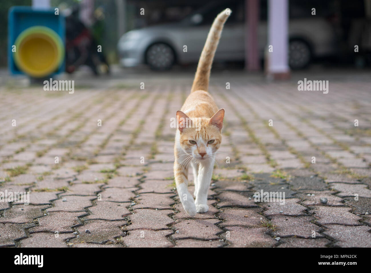 Top down view happy cat hi-res stock photography and images - Alamy