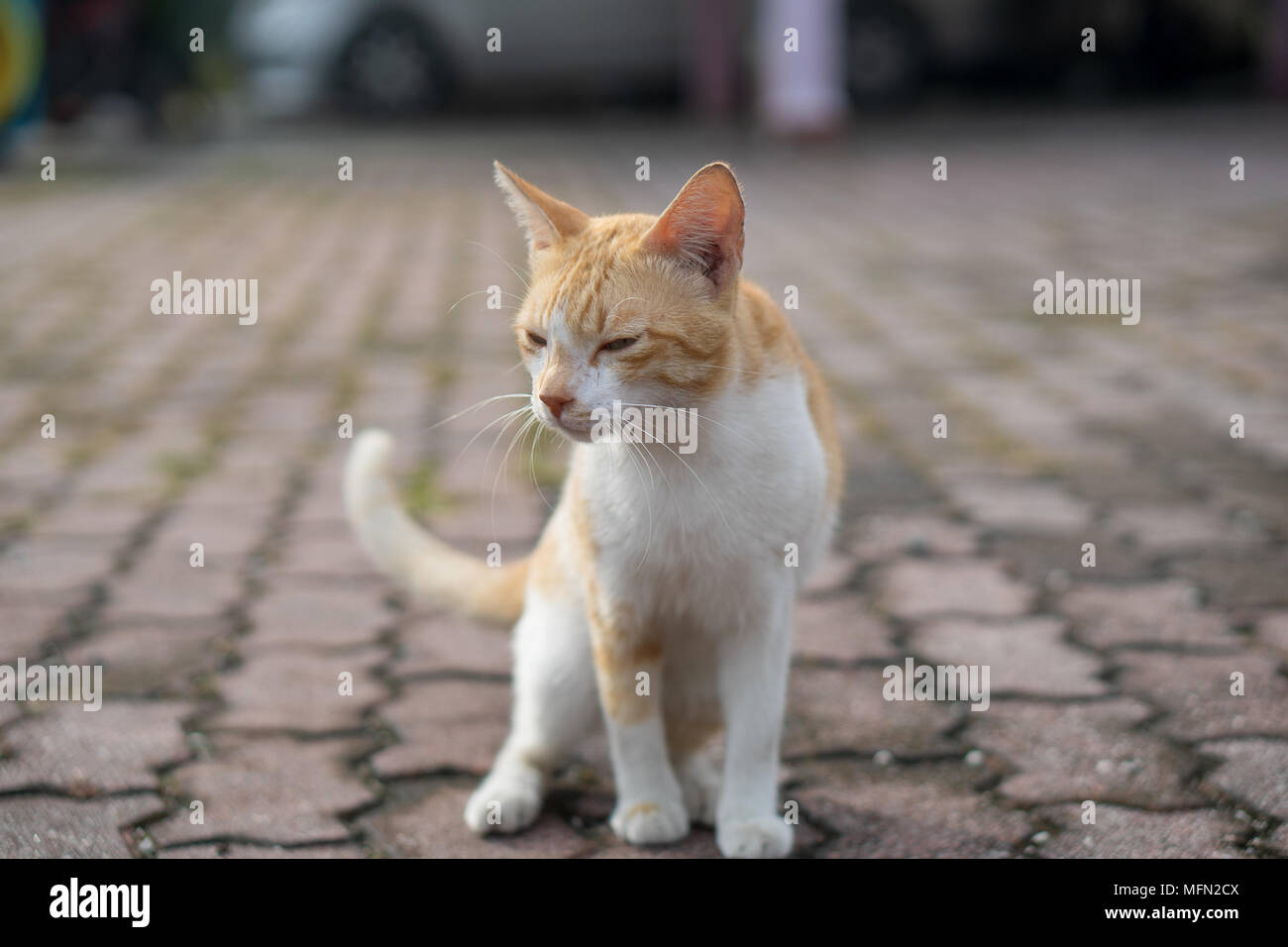 Top down view happy cat hi-res stock photography and images - Alamy