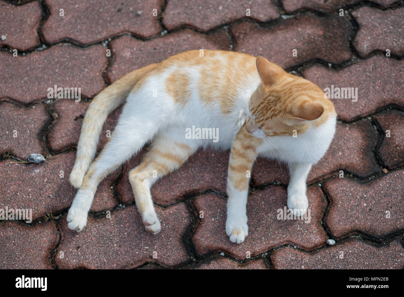 Top down view happy cat hi-res stock photography and images - Alamy