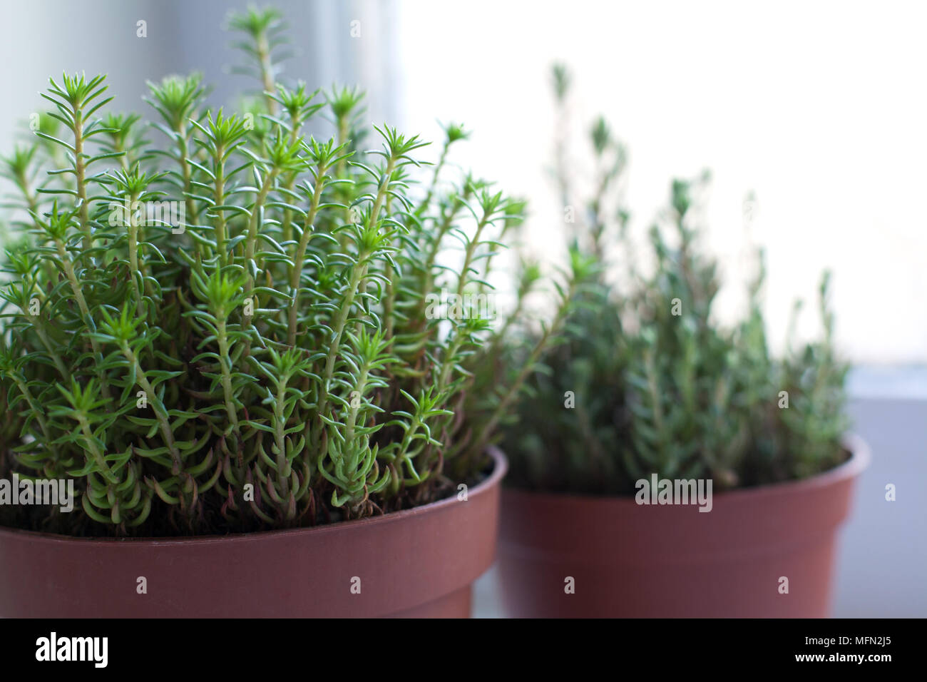 Sedum reflexum potted succulents near window close up Stock Photo - Alamy