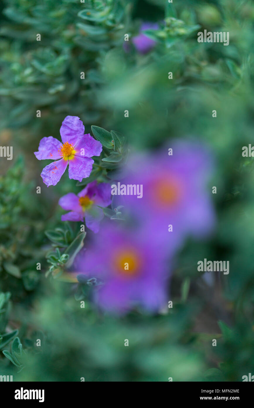 Grey-leaved cisstus - Jara blanca (Cistus albidus). The Estrets of ...