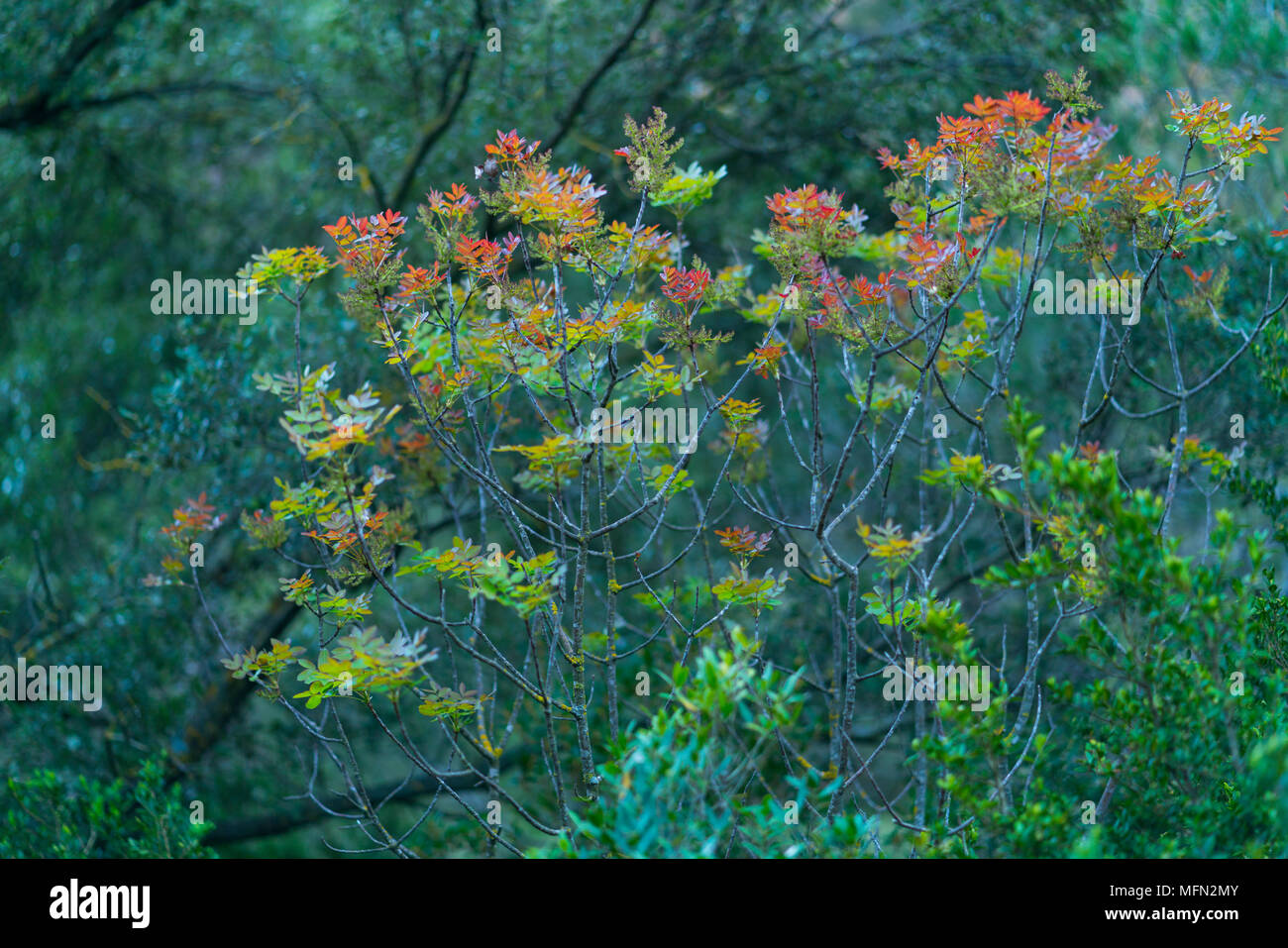 Terebinth Stock Photos & Terebinth Stock Images - Alamy