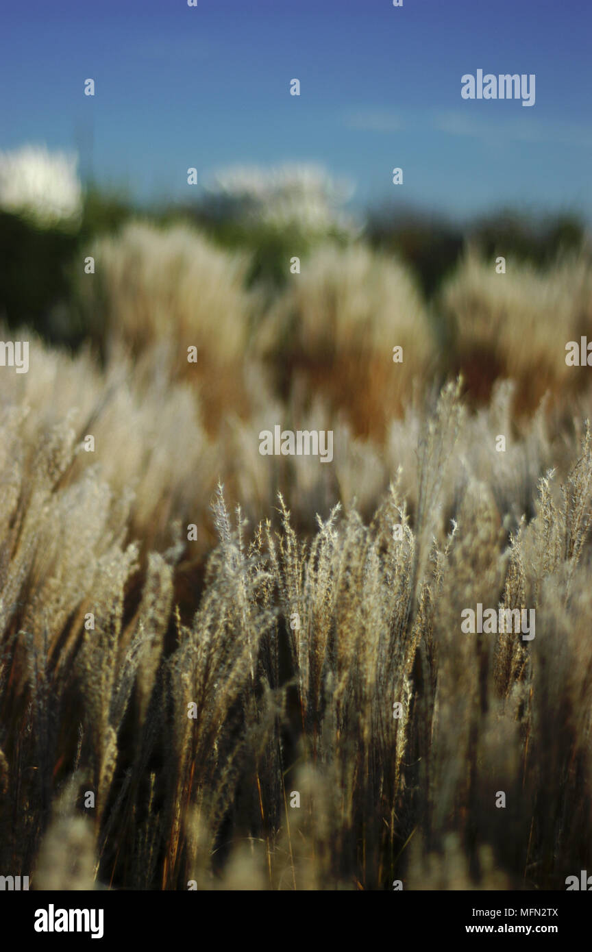 10012 High Resolution Stock Photography and Images - Alamy