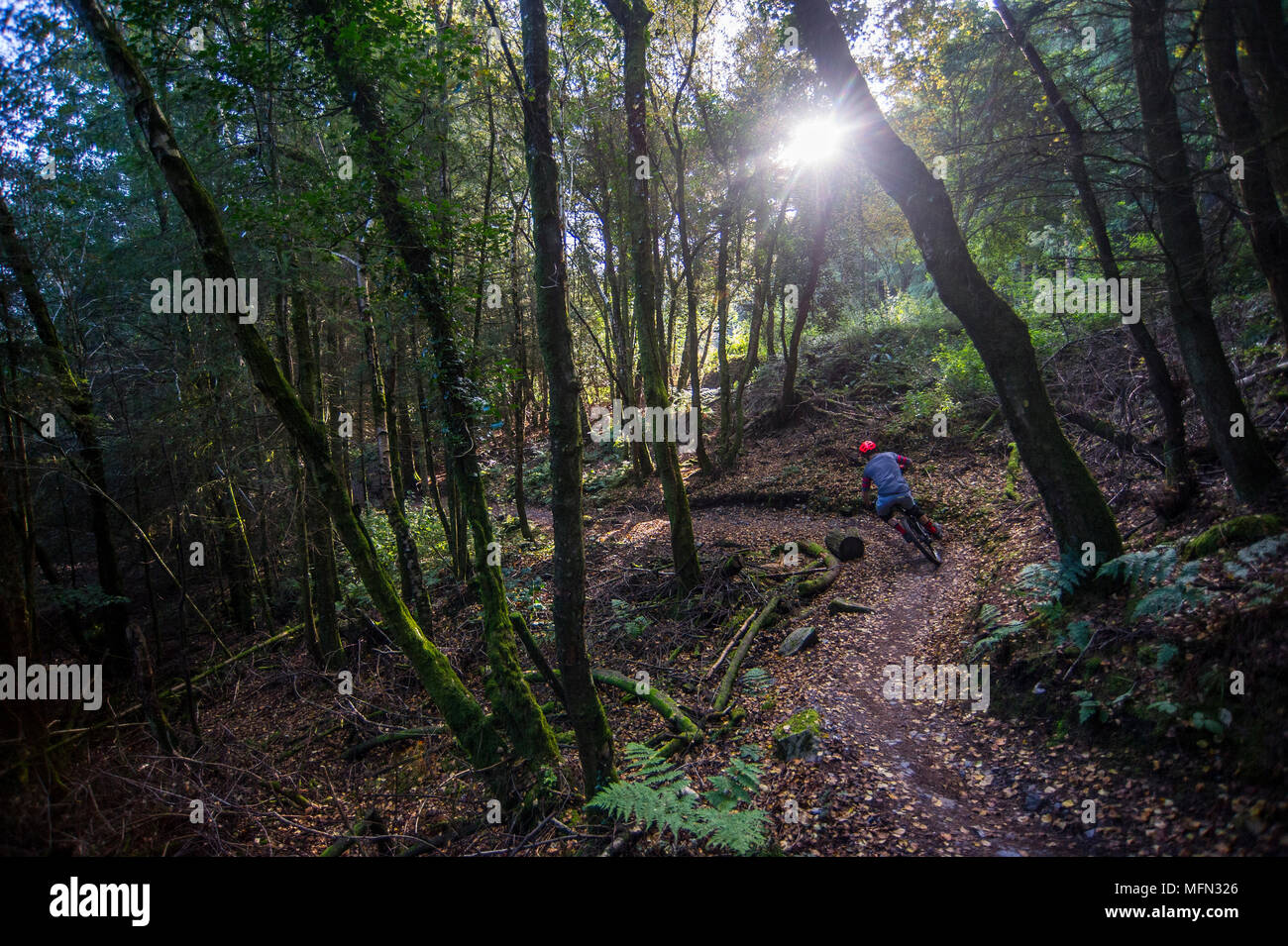 Mountain bikers ride a trail at Haldon Forest near Exeter in Devon ...