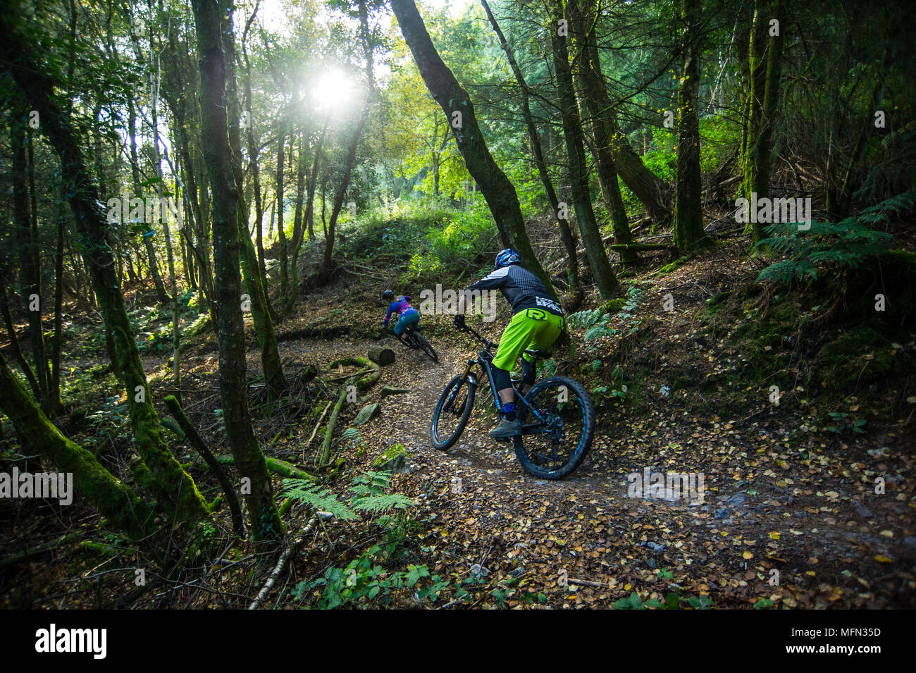 Mountain bikers ride a trail at Haldon Forest near Exeter in Devon ...