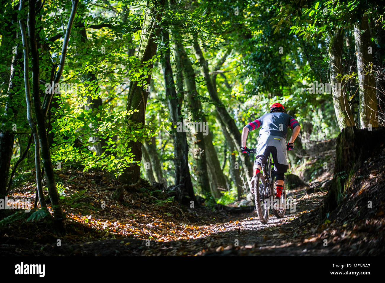 Mountain bikers ride a trail at Haldon Forest near Exeter in Devon ...