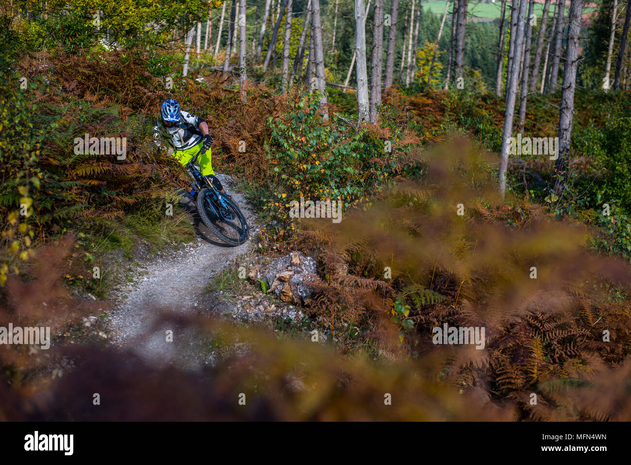 Mountain bikers ride a trail at Haldon Forest near Exeter in Devon ...