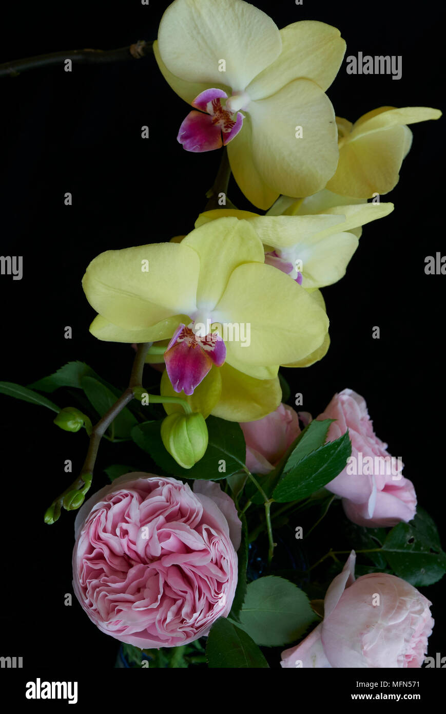 Souvenir de la malmaison rose hi-res stock photography and images - Alamy