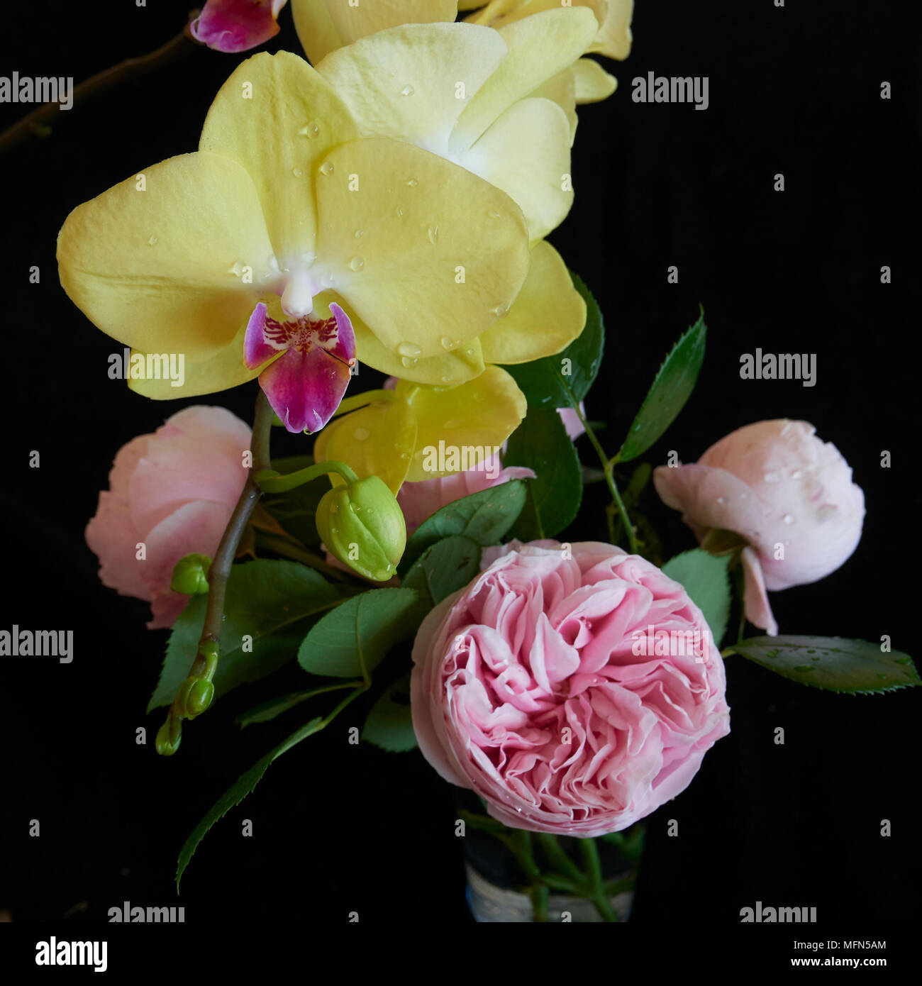 Souvenir de la malmaison rose hi-res stock photography and images - Alamy