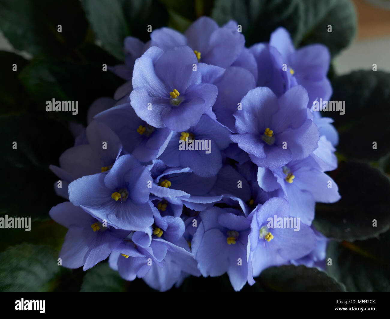 Saintpaulia african violets hi-res stock photography and images - Alamy