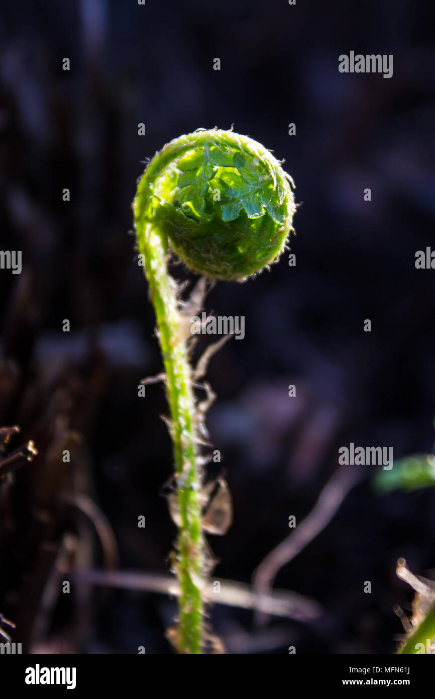 Spring young fern green nature fresh botany outdoor Stock Photo - Alamy
