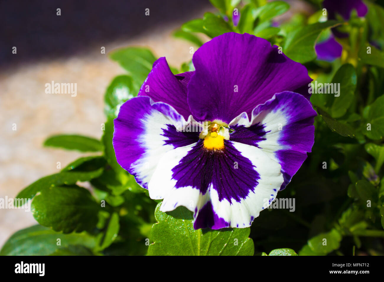 The first spring pansy in the sunshine Stock Photo - Alamy