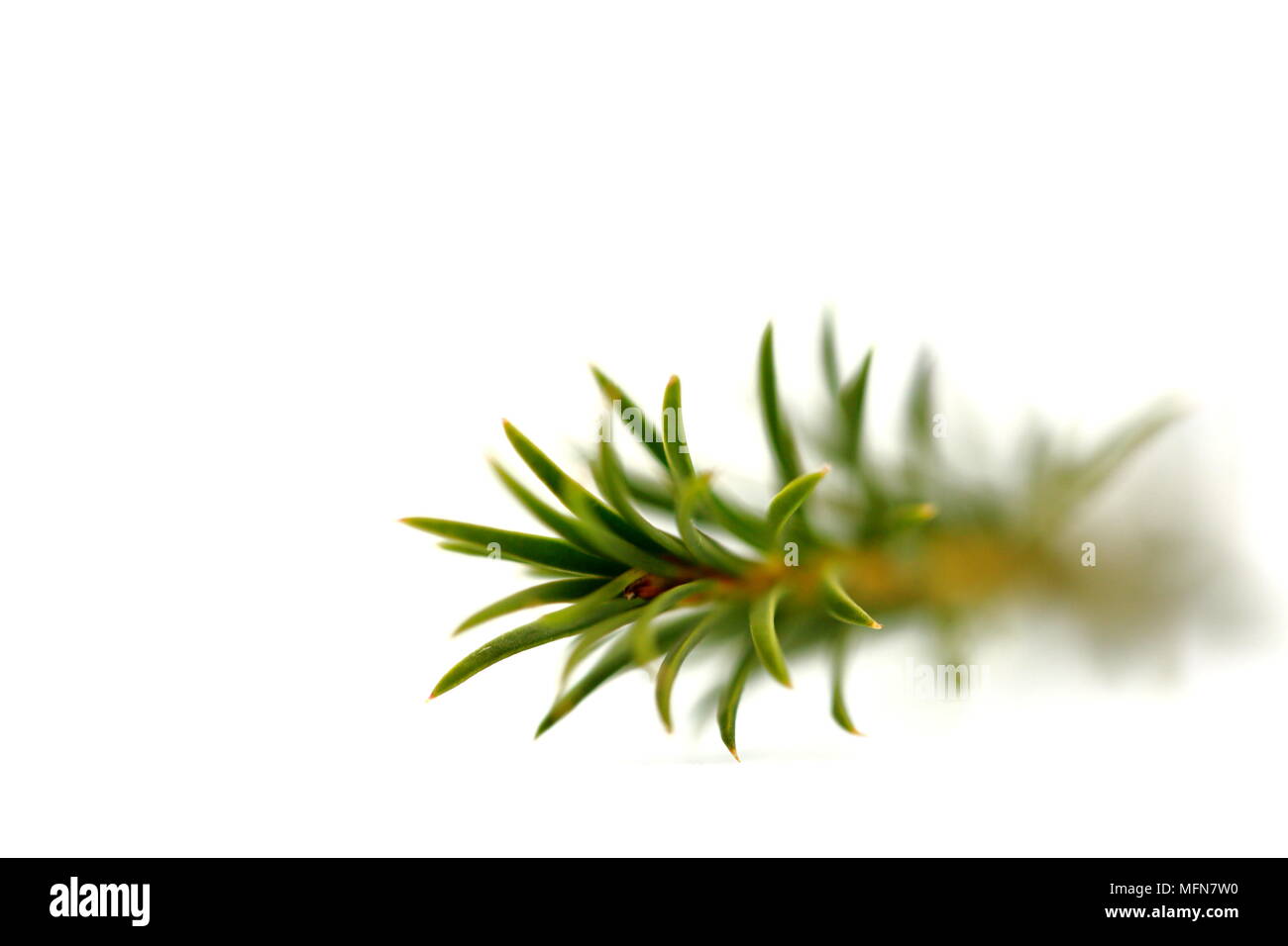 Yellow green flowers buds Cut Out Stock Images & Pictures - Alamy