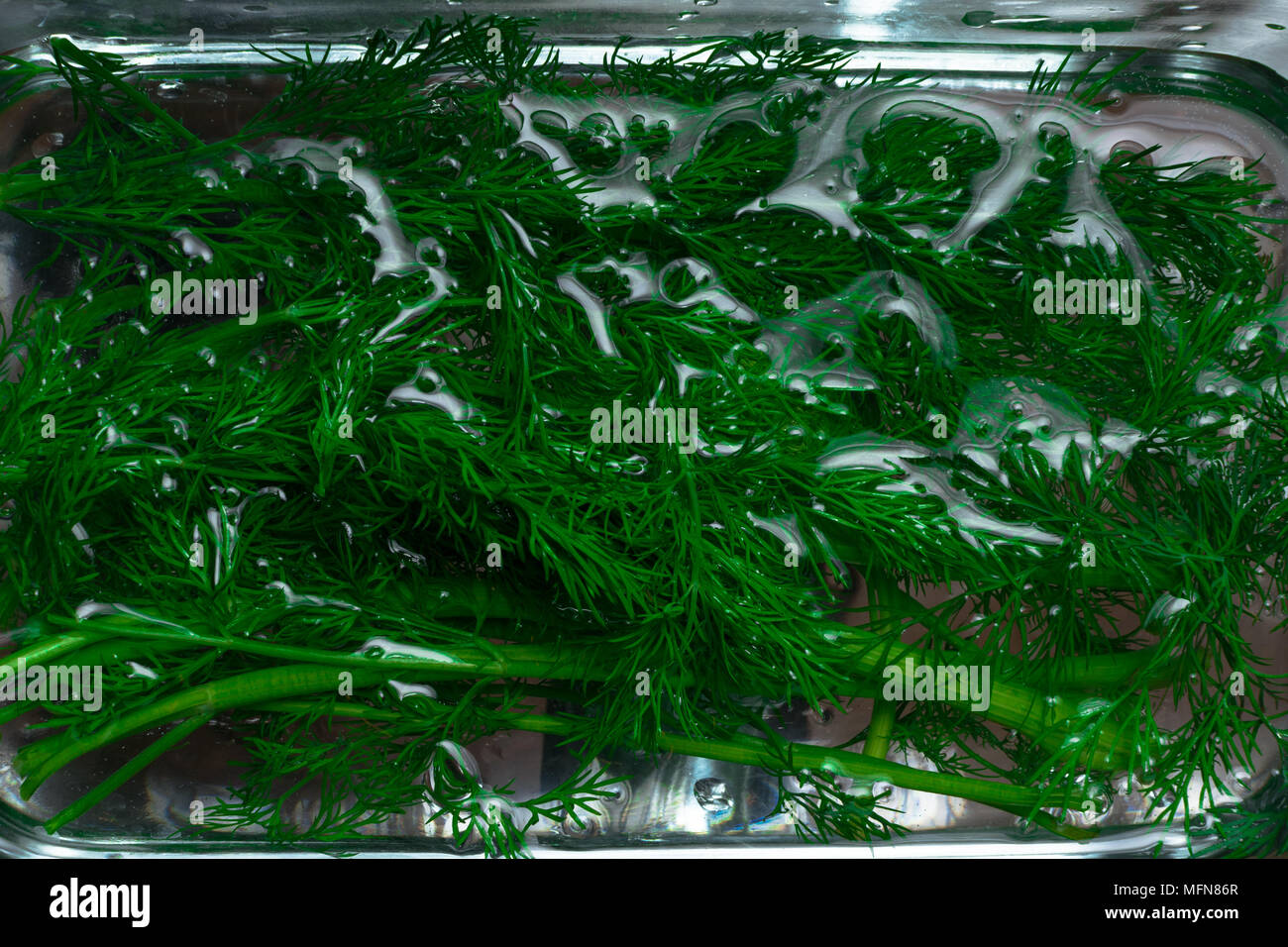 Dill fronds hi-res stock photography and images - Alamy