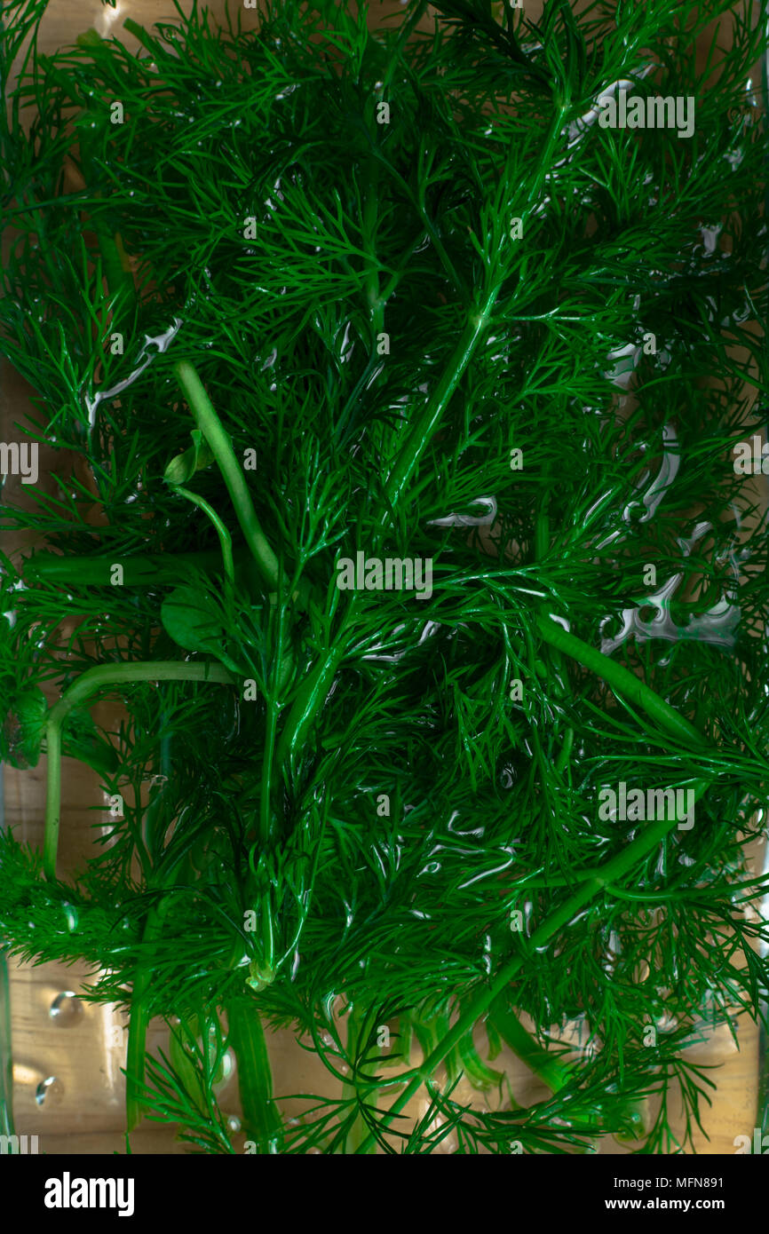 Dill fronds hi-res stock photography and images - Alamy