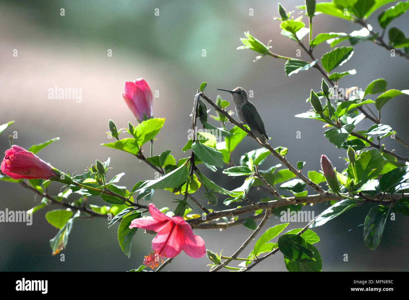 Hummingbirds flower hi-res stock photography and images - Alamy