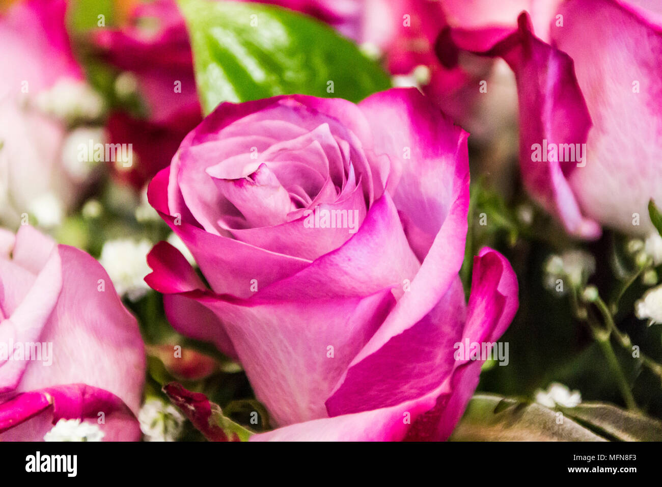 Bouquet of pink roses, background Stock Photo - Alamy