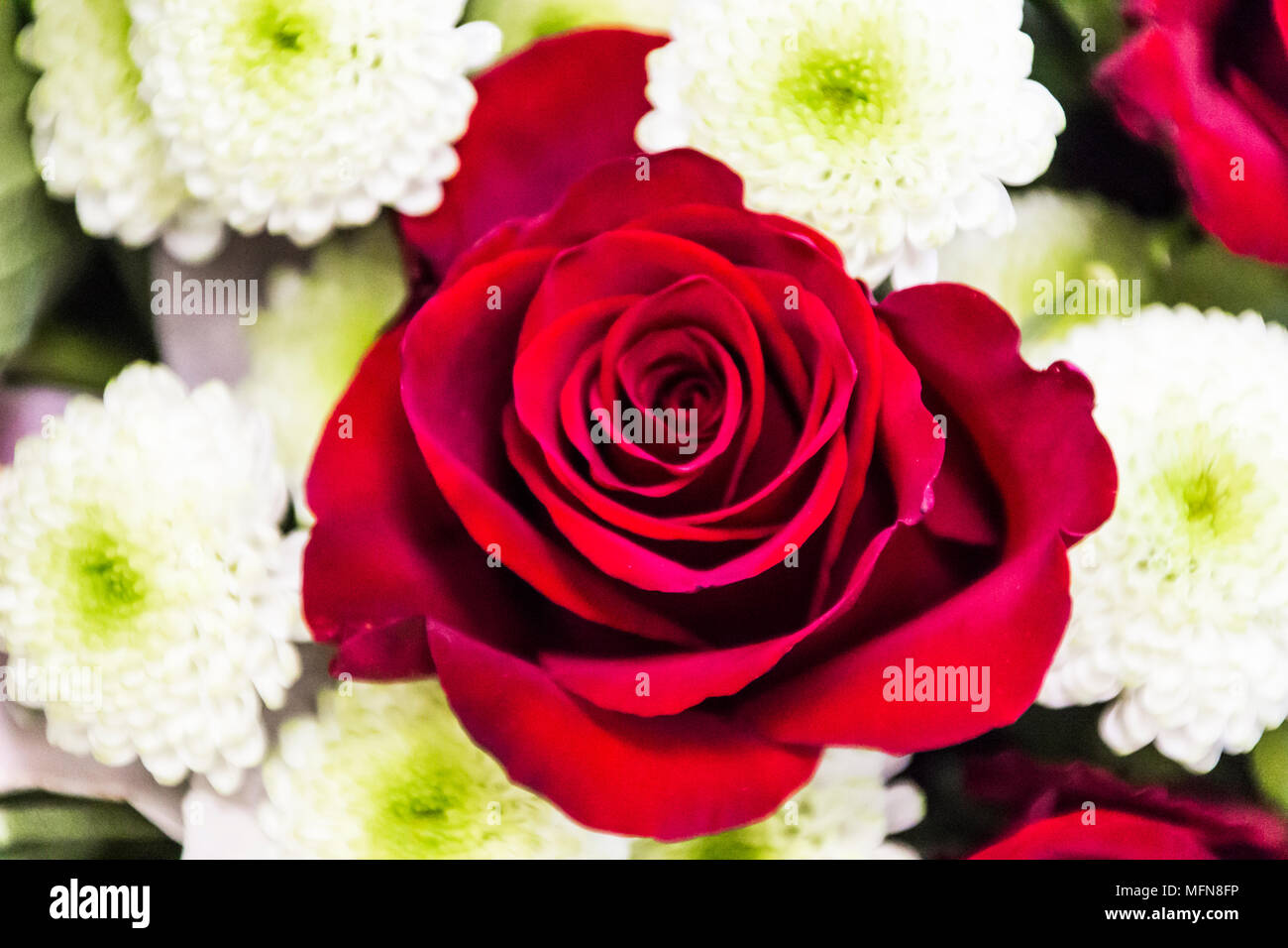 Bouquet of red roses, background Stock Photo - Alamy