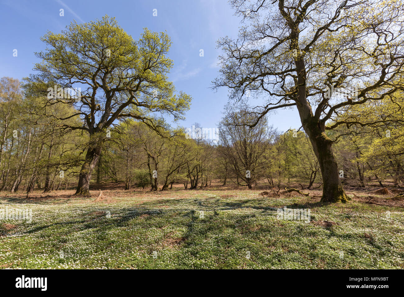 oak trees in springtime Stock Photo - Alamy