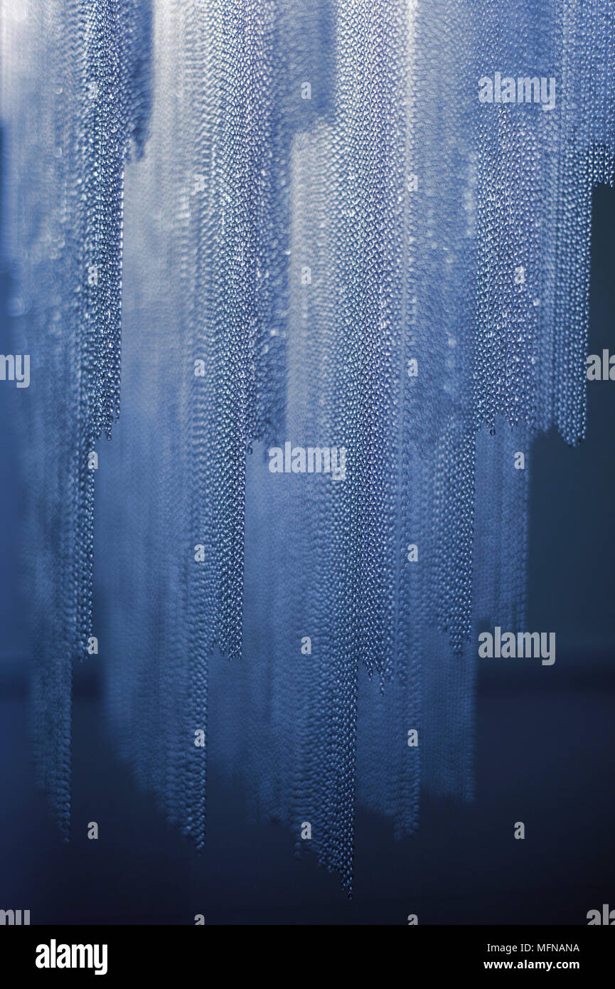 Delicate metalwork hi-res stock photography and images - Alamy