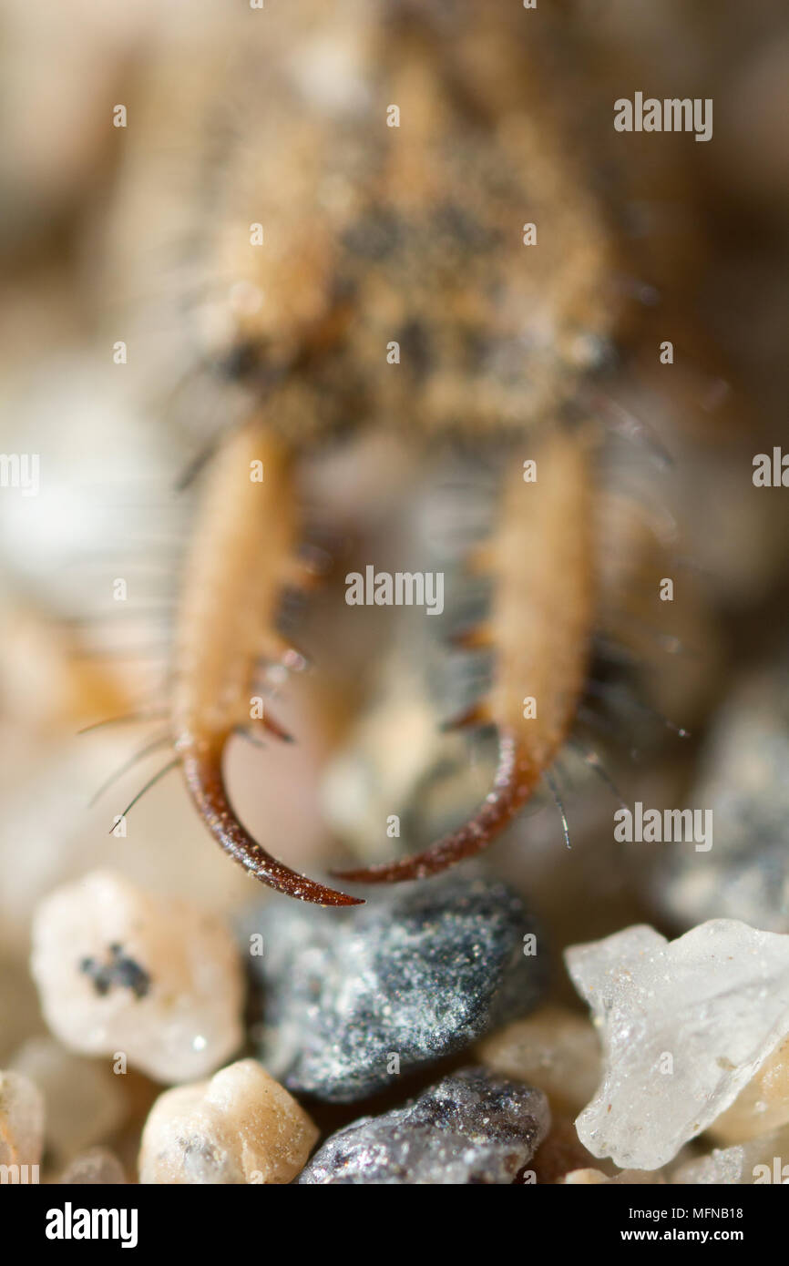 Ant lion larvae hi-res stock photography and images - Alamy