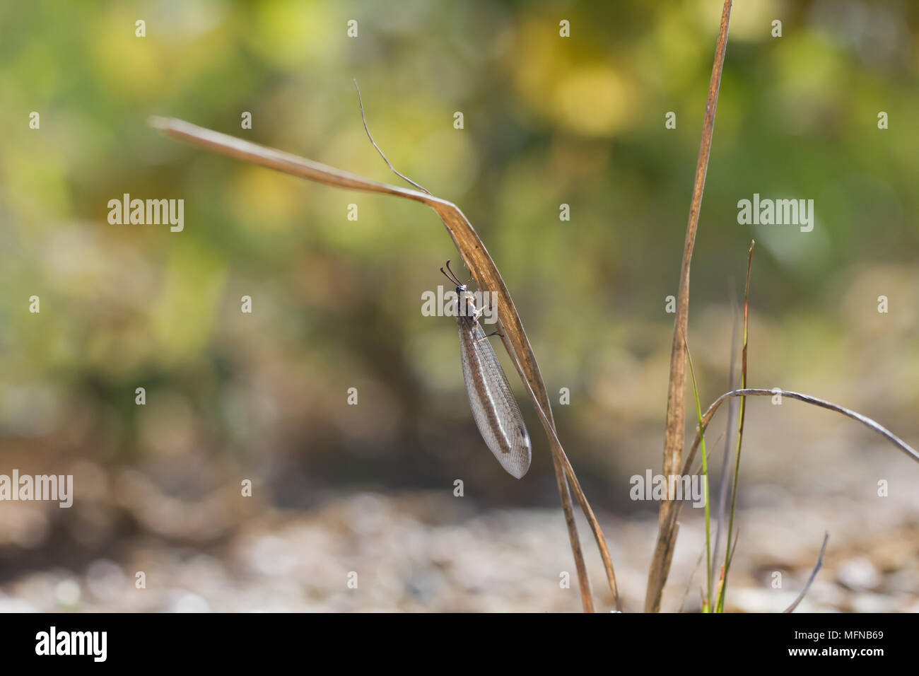 Sand pit ant hi-res stock photography and images - Alamy