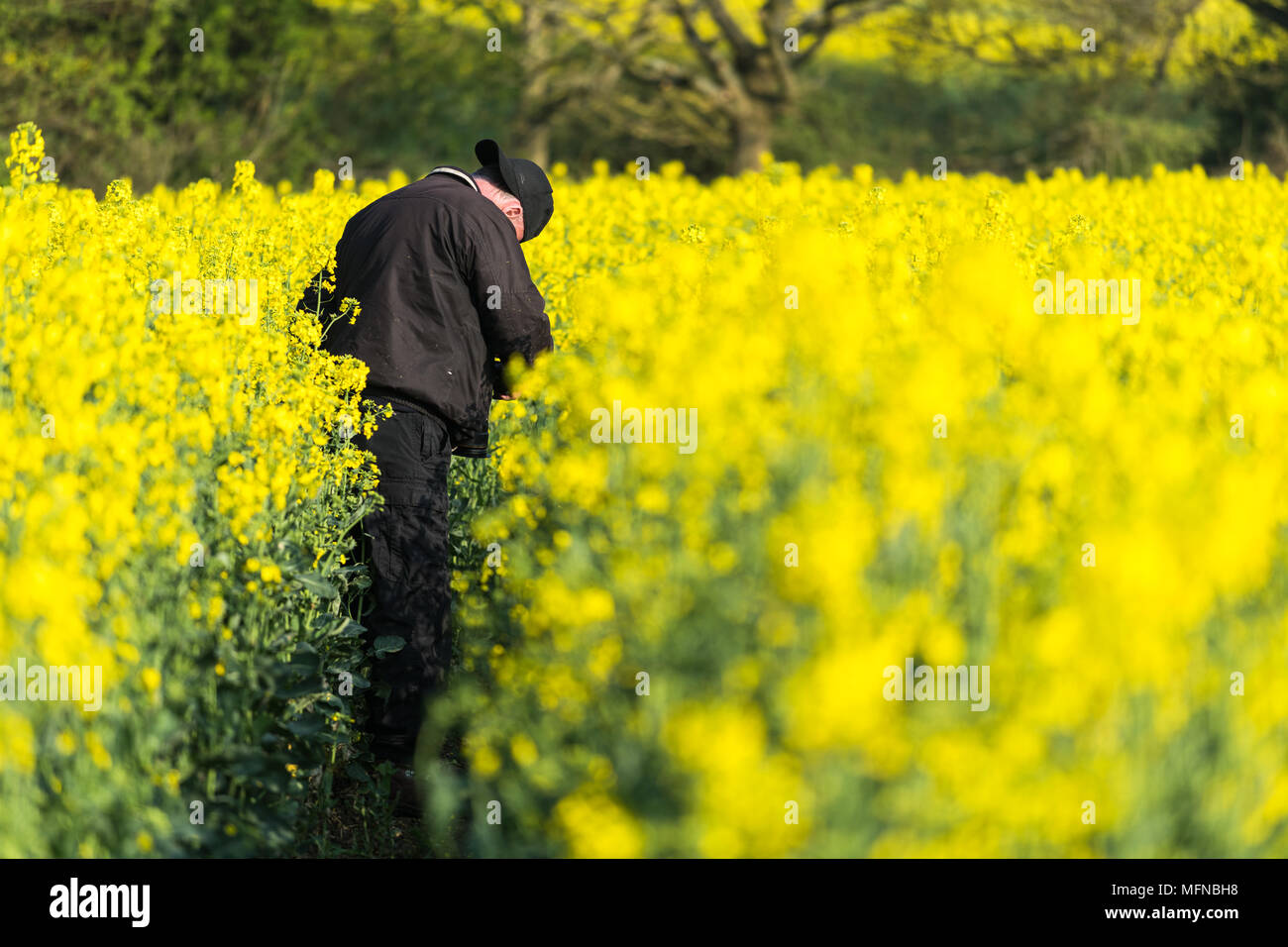 Photographer at oilseed field Stock Photo - Alamy