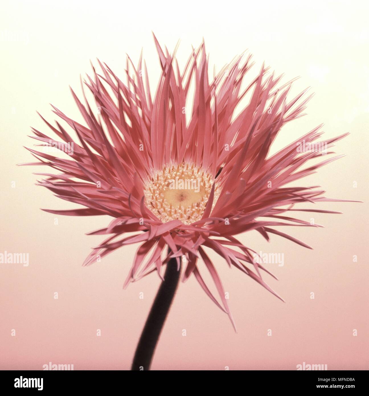 Double gerbera hi-res stock photography and images - Alamy