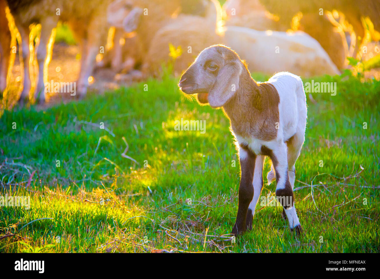 Small cute lamb hi-res stock photography and images - Alamy