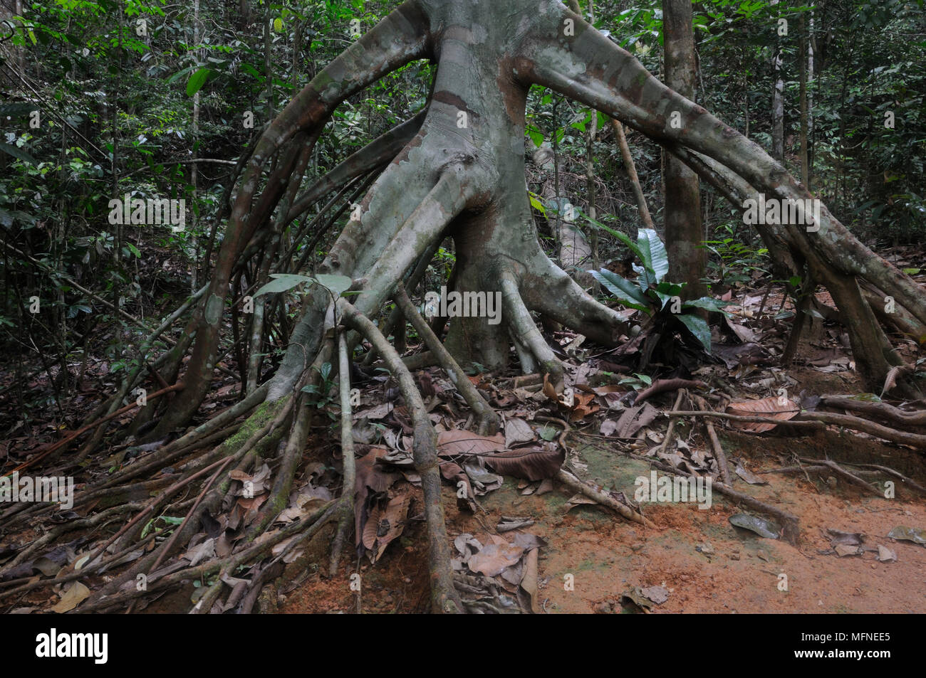 Tree roots above ground hi-res stock photography and images - Alamy