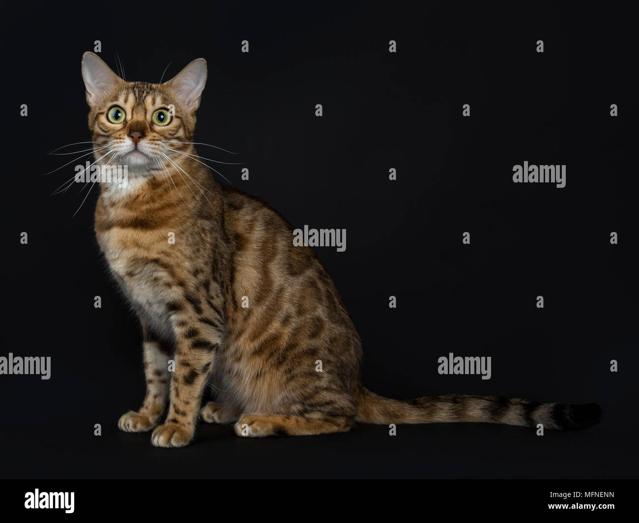 Bengal cat adult domestic hi-res stock photography and images - Alamy