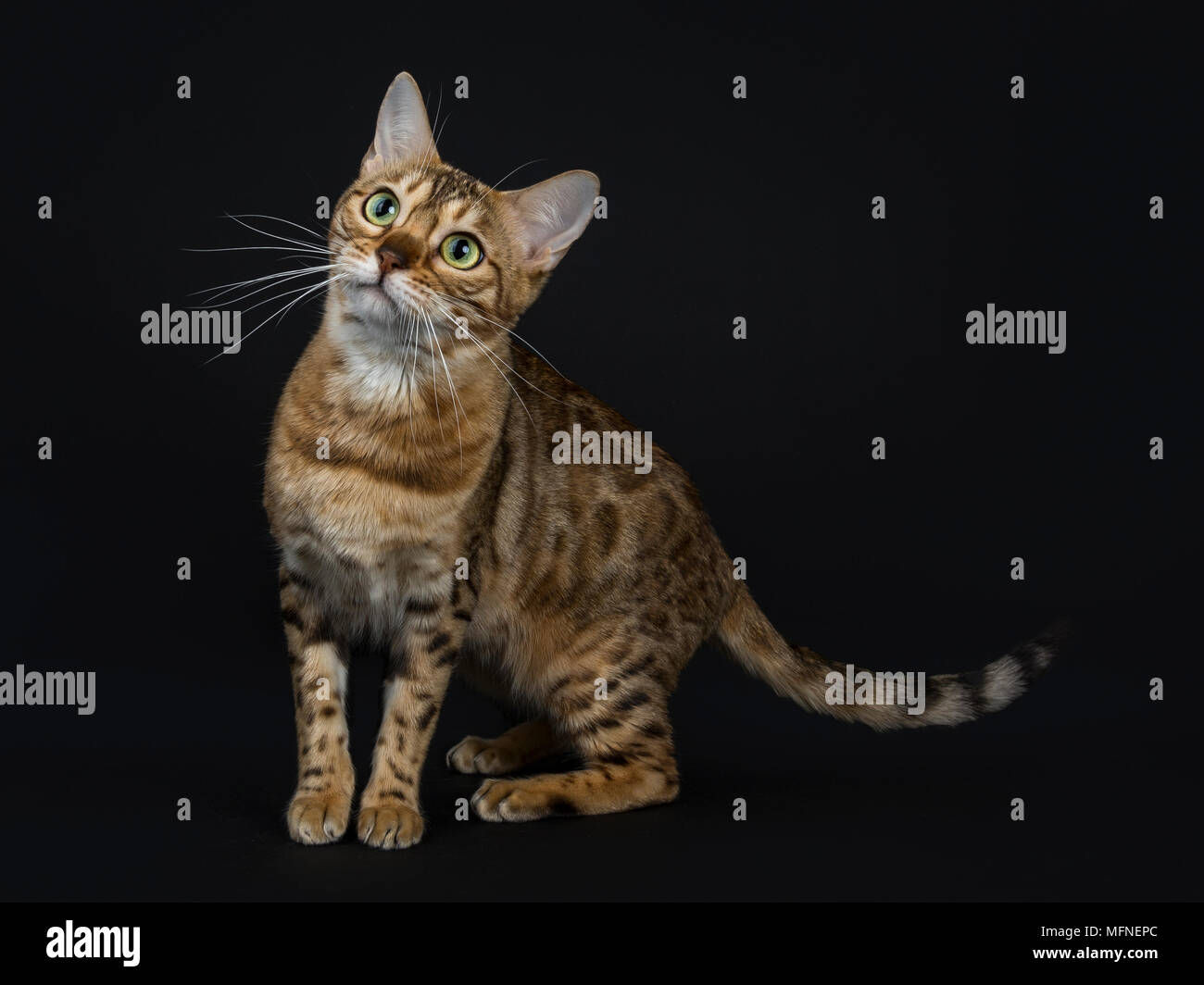 Young adult shiny female with yellow / green eyes bengal cat standing ...