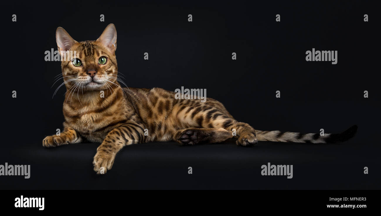 Bengal cat adult domestic hi-res stock photography and images - Alamy