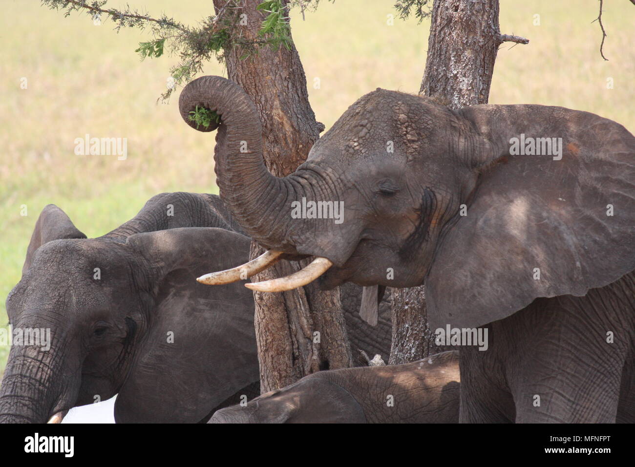 elephants under the shade of a tree, one reaching for some leaves Stock ...