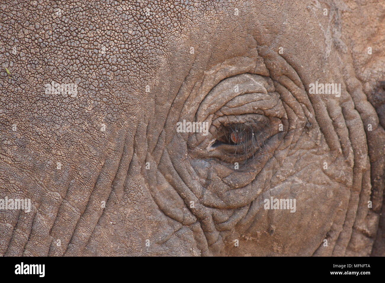 Elephant Eyelashes High Resolution Stock Photography and Images - Alamy