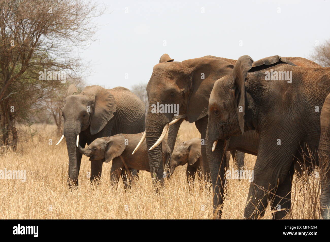 herd of elephants Stock Photo - Alamy