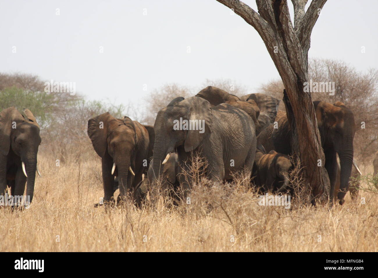 Herd of elephants sheltering under a tree in the grasslands Stock Photo ...