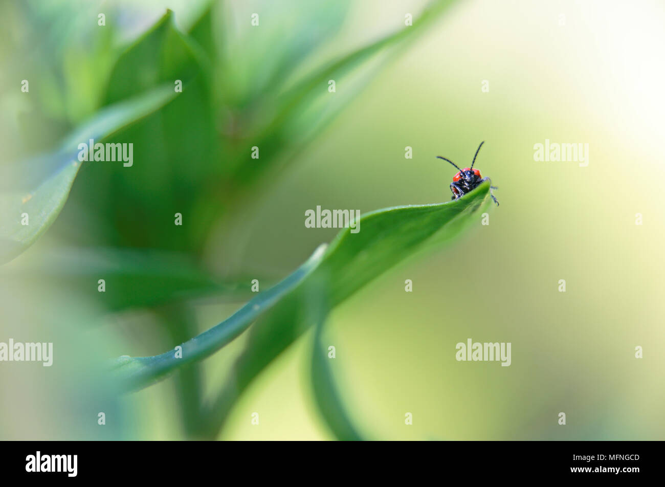 Lily pest hi-res stock photography and images - Alamy