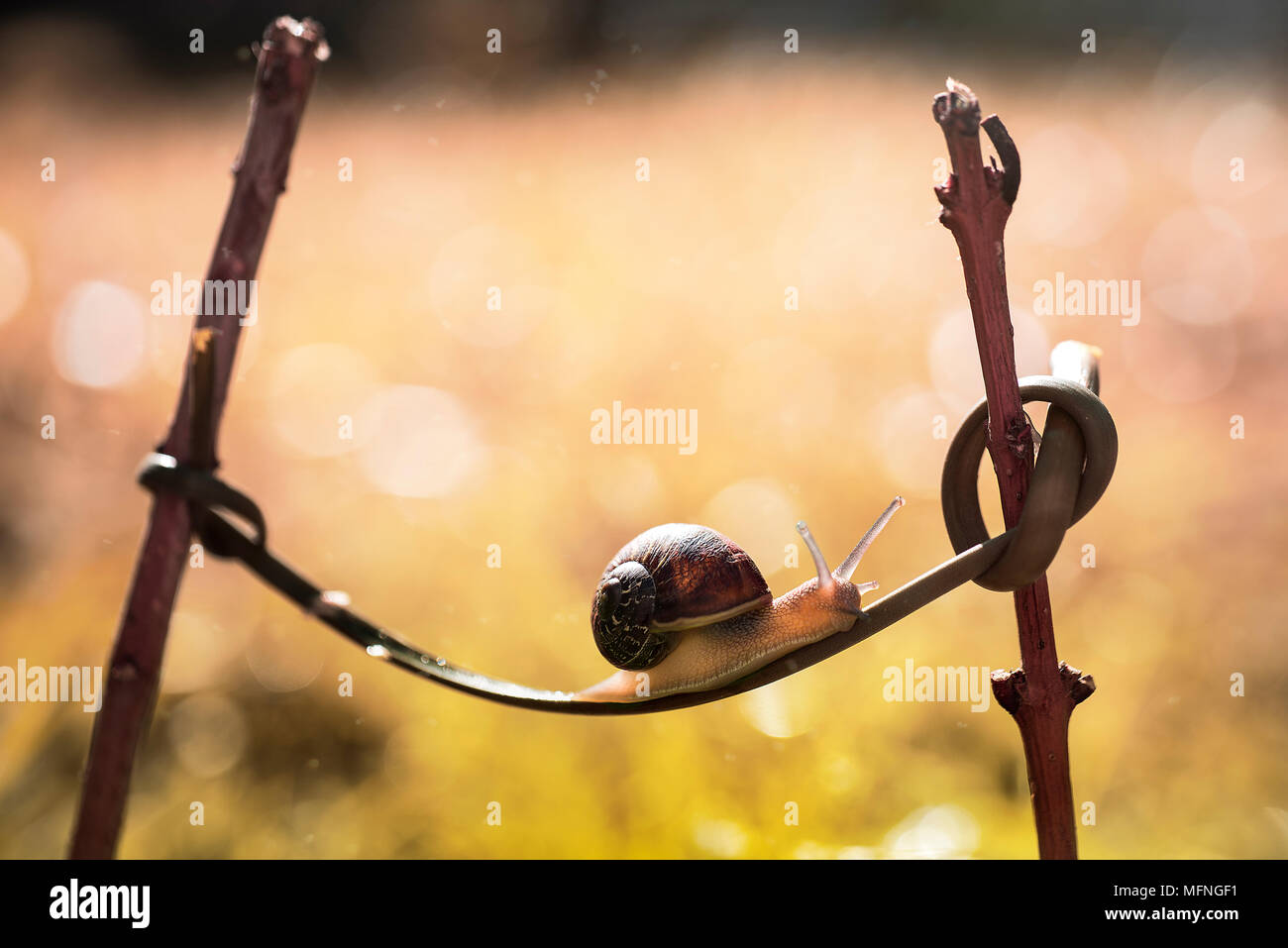 Snail - Caracol Stock Photo - Alamy